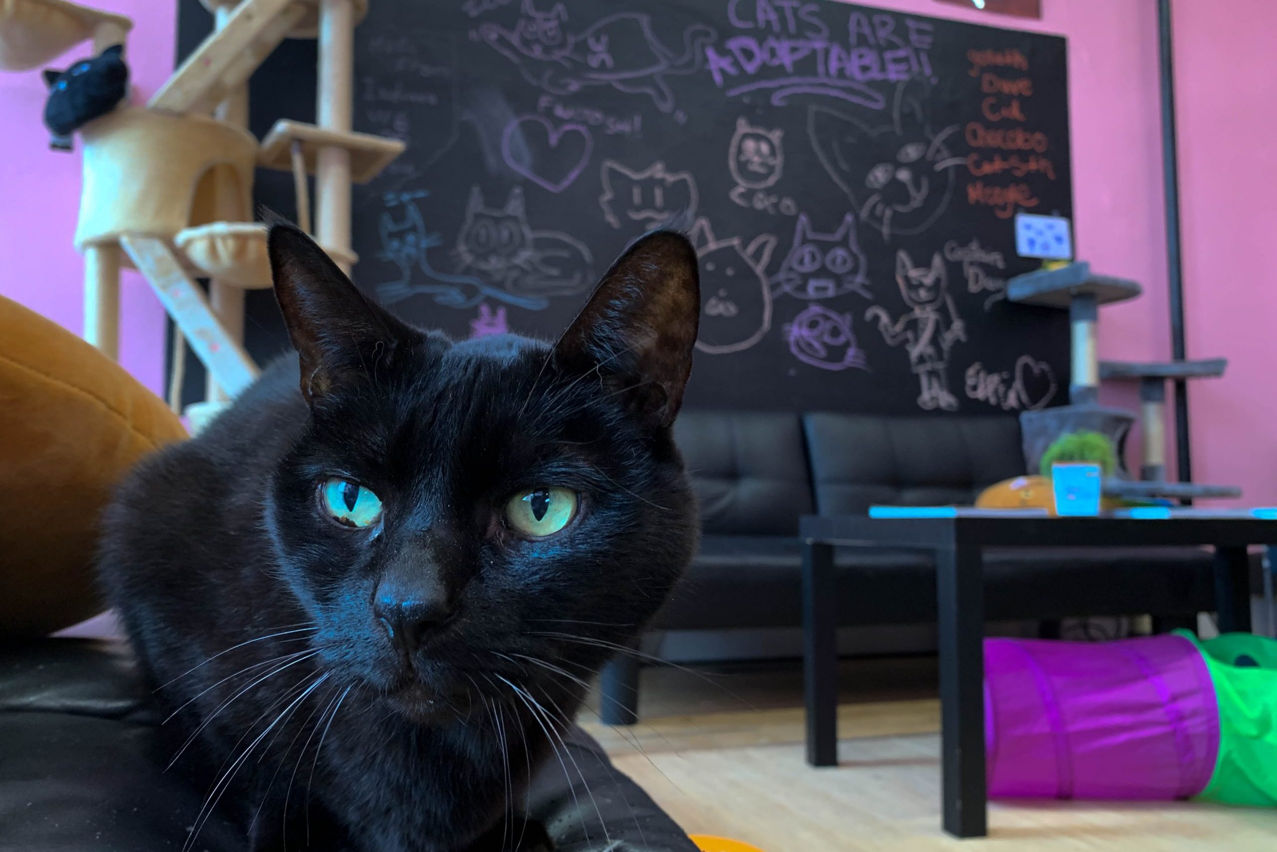 Luna Café brings cats and new cuisines to the Syracuse community